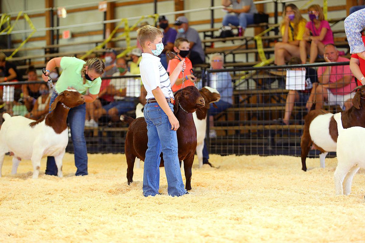 4-H Fair Goats | Howard County Fair | kokomotribune.com