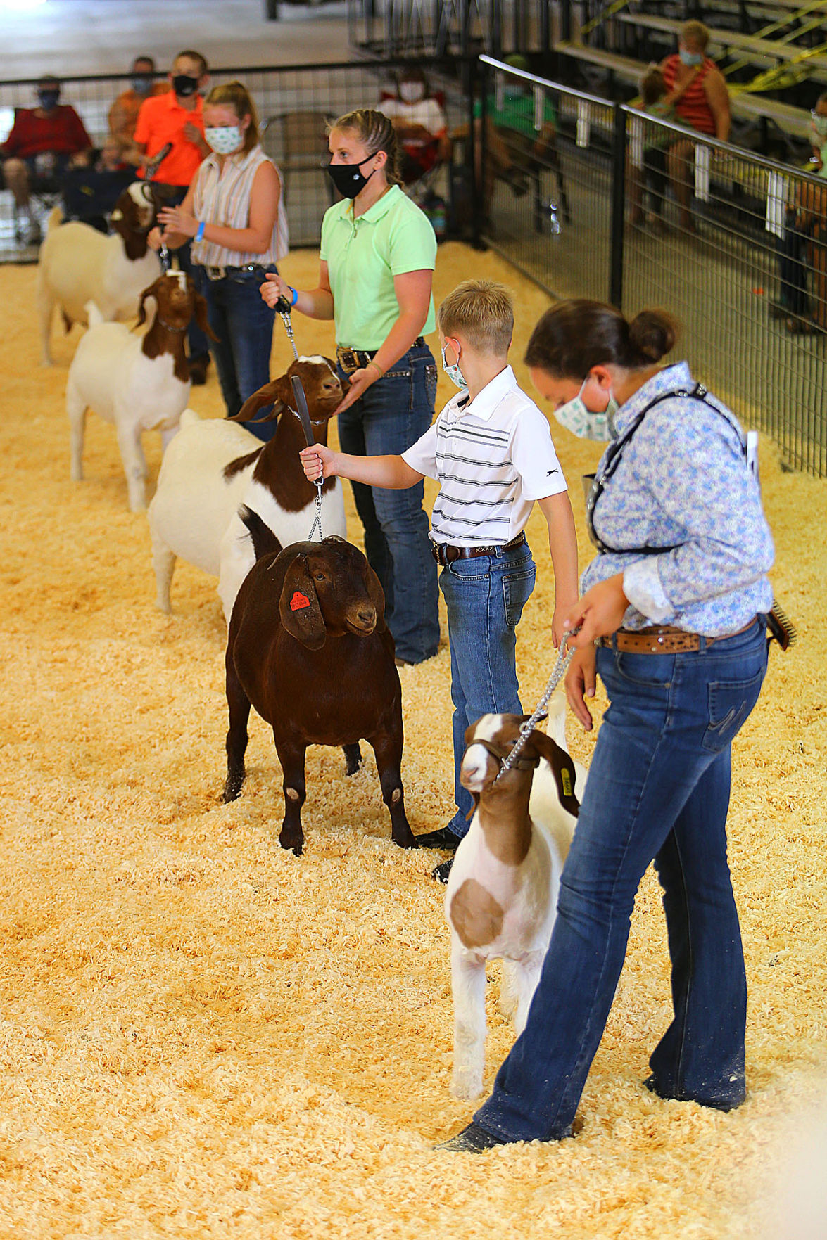 4-H Fair Goats | Howard County Fair | kokomotribune.com