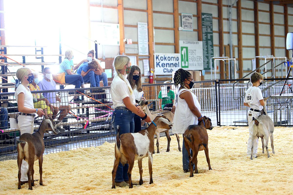 4-H Fair Goats | Howard County Fair | kokomotribune.com