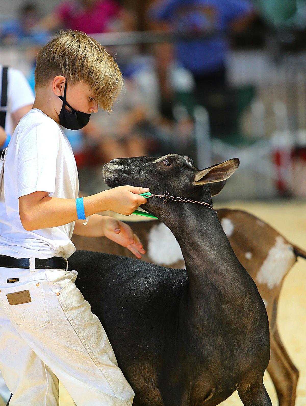 4-H Fair Goats | Howard County Fair | kokomotribune.com