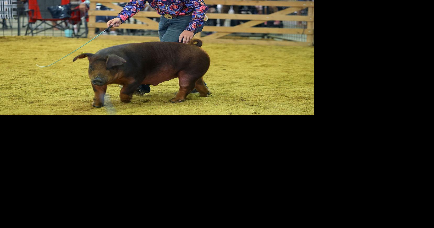 Wes-Del freshman takes Supreme Showman competition | News ...