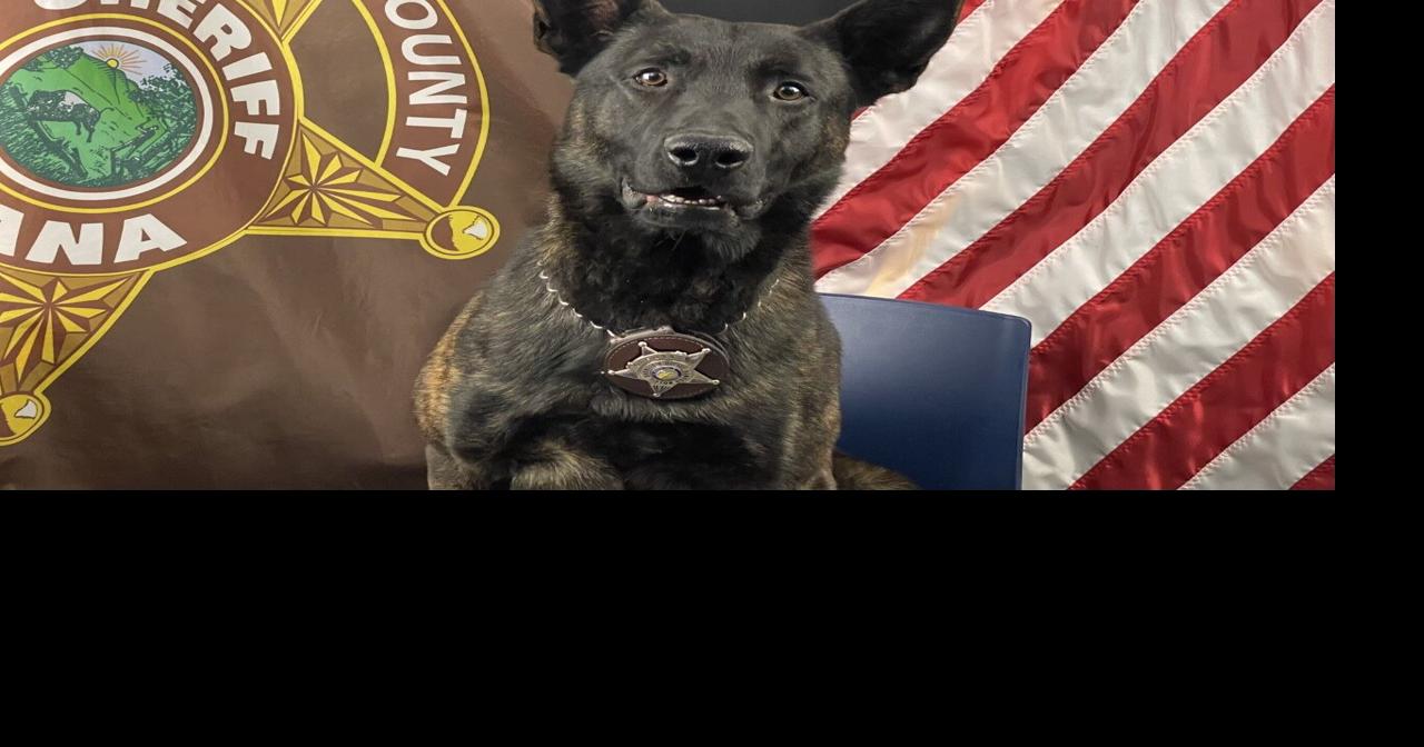 TCSO gets new K9 | News | kokomotribune.com