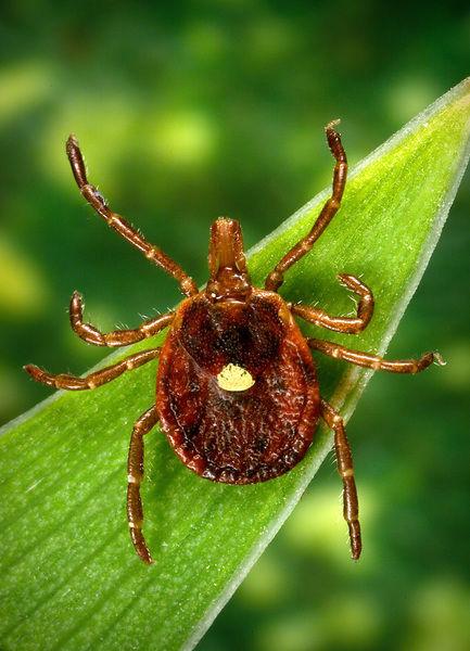 Indiana health officials warn about ticks in the outdoors | State News ...
