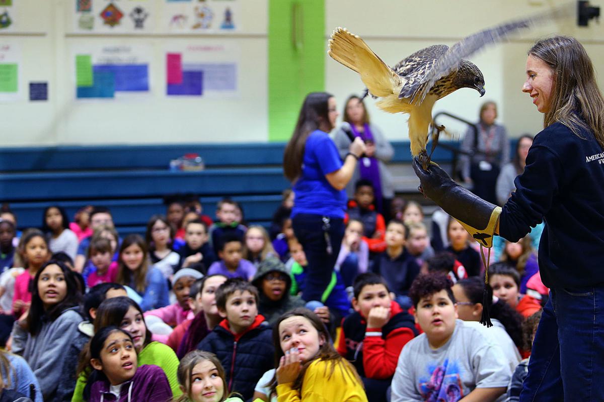 Birds of Prey at Elwood Haynes Elementary | News | kokomotribune.com