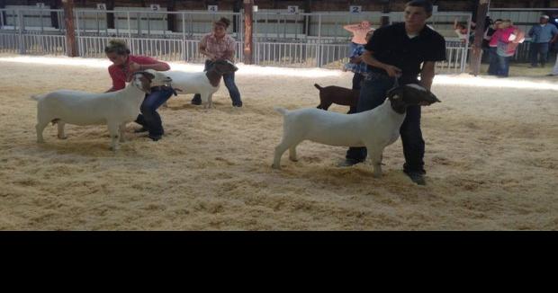 Tipton County Fair continues 4-H tradition | Local news | kokomotribune.com