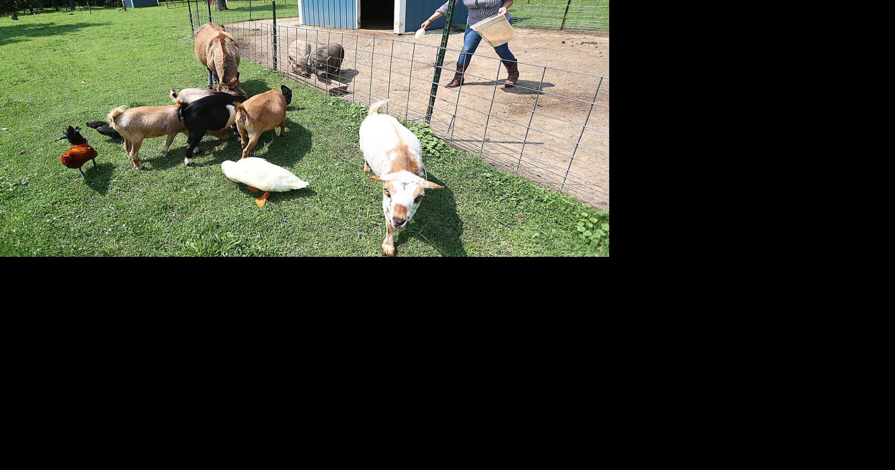 Blue Barn Farms mixes farm life with family time | News | kokomotribune.com