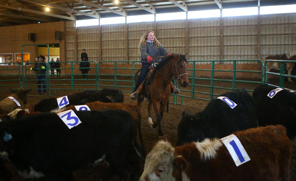 Cattle sorting practice | News | kokomotribune.com