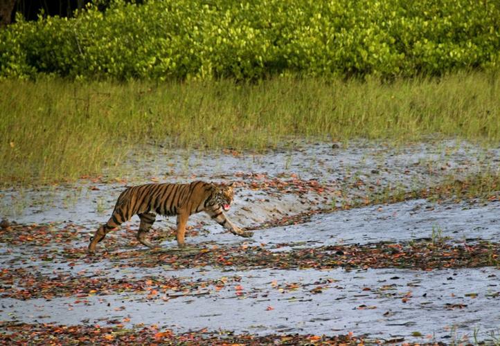 tiger attacking indian man