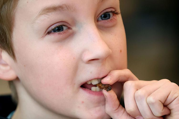 Bugging out: Pettit Park fourth graders sample insects | School News ...