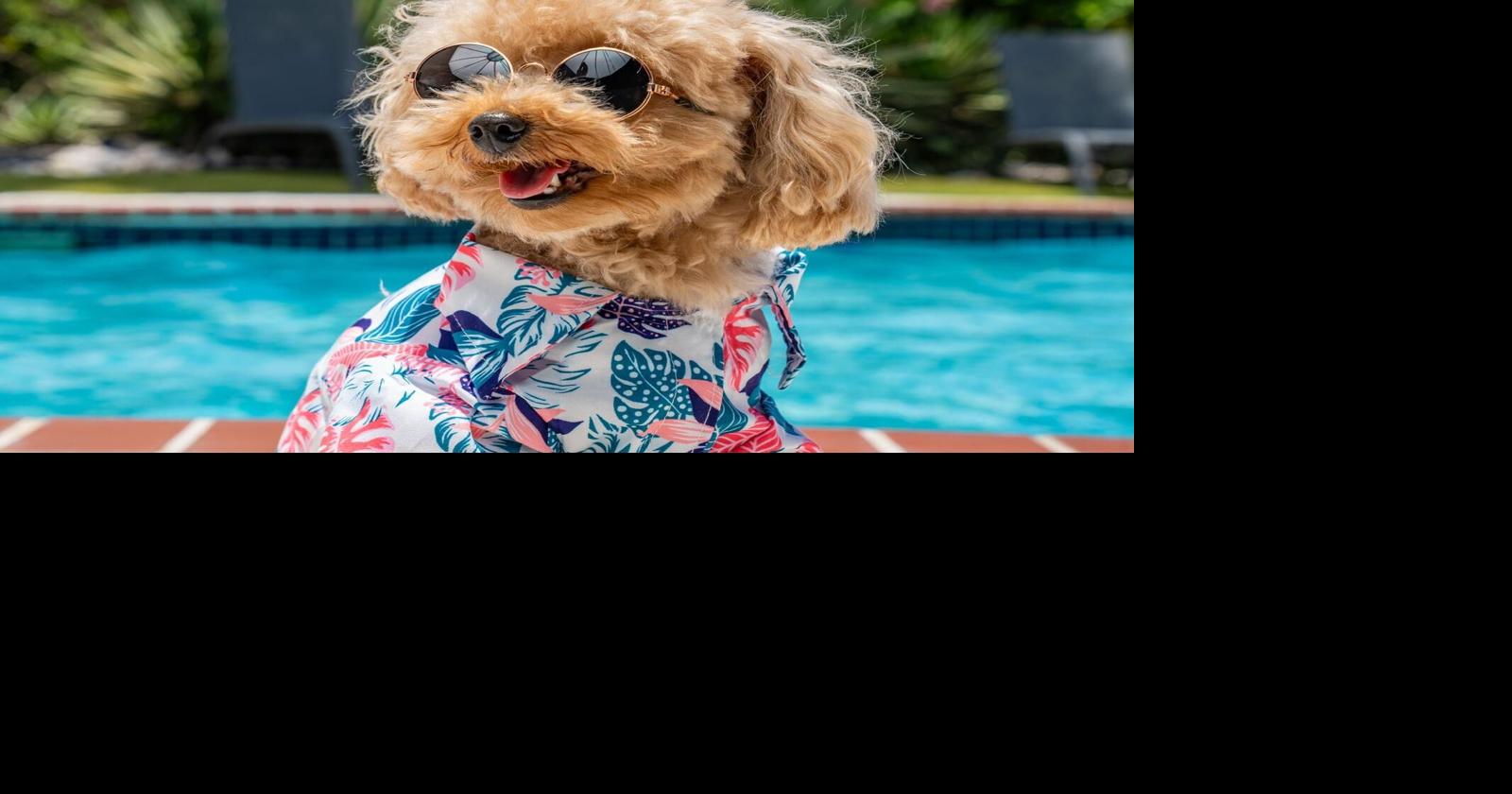 Día Mundial del Perro 2024: KQ 105 FM te invita a celebrar a tu mascota ...