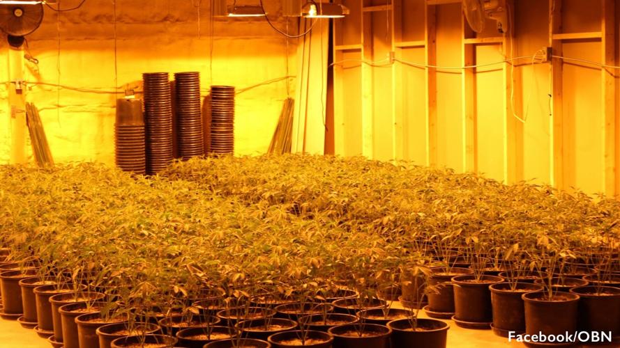 Unlicensed Murray County marijuana grow raided | Oklahoma Headlines ...