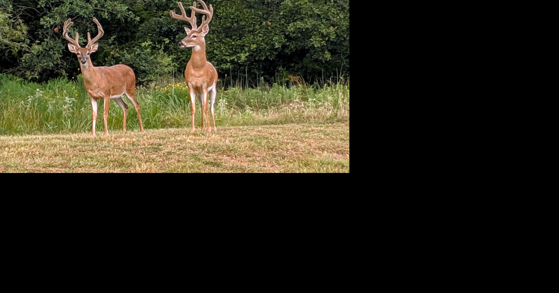Oklahoma hunters can help manage deer herd | Oklahoma Headlines | kten.com
