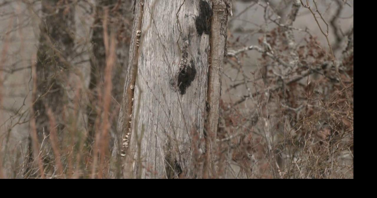 Tree fungus raises concerns in Atoka County | Oklahoma Headlines | kten.com