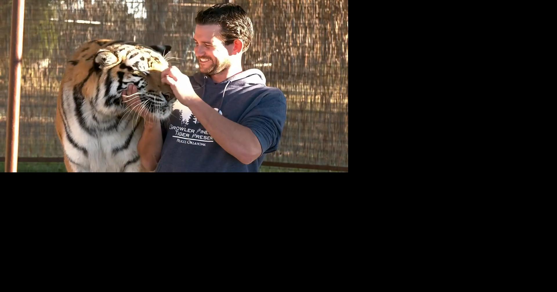 Hugo tiger preserve closing after fatal attack | Oklahoma Headlines ...