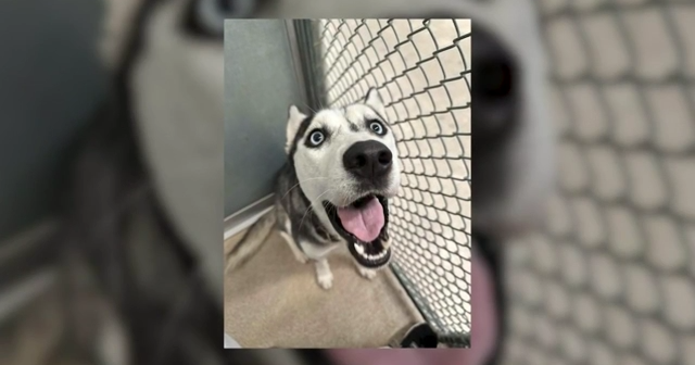 Ardmore Animal Shelter holding free adoptions today | News | kten.com
