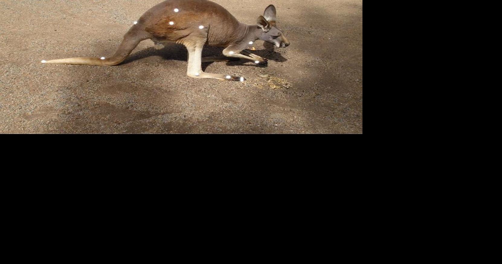 Kangaroos use unique posture trick to save energy when hopping | News | kten.com