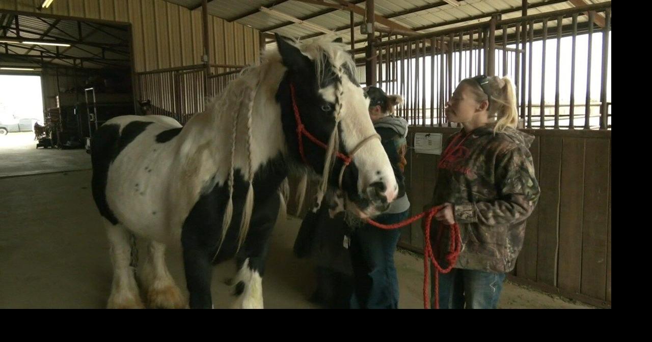 Healdton ranch owner rejects claims of animal abuse, fraud | | kten.com