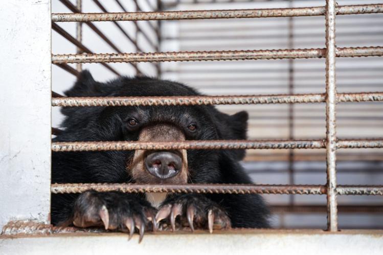 Dozens of bears freed from illegal bile farm in ‘largest ever rescue ...