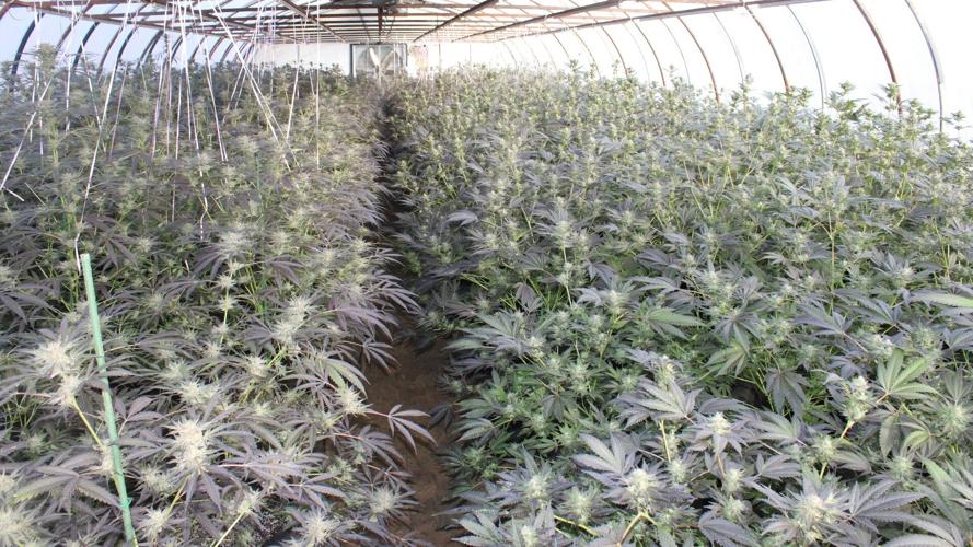 Agents seize marijuana from Pontotoc County grower | Oklahoma Headlines ...