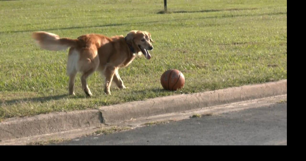 Atoka therapy dog could be the next 'Air Bud' | Oklahoma Headlines ...