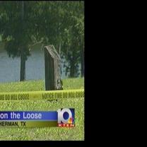 Gator Watch in Sherman is the Talk of the Town | | kten.com