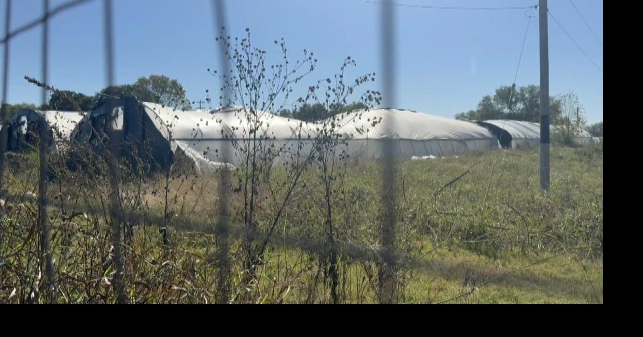 Stray dogs abandoned at Garvin County marijuana farms | Oklahoma ...