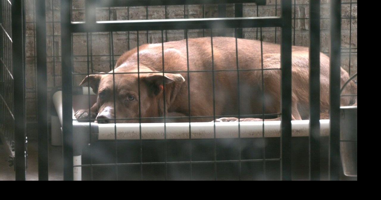 Stray dogs in Grayson County could pose a threat to public safety ...