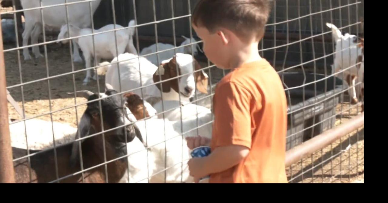 Gunter family farm bounces back after storm damage | Texas Headline ...