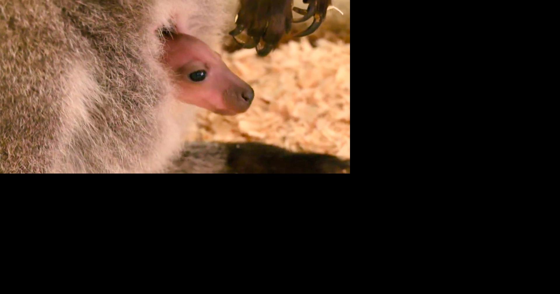 Peek-a-boo! Atoka petting zoo welcomes baby wallaby | Oklahoma ...