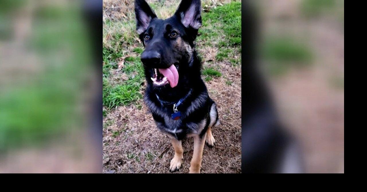 Durant dog owner blames food for pet's death | | kten.com