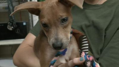 New Texas law will punish animal cruelty | | kten.com