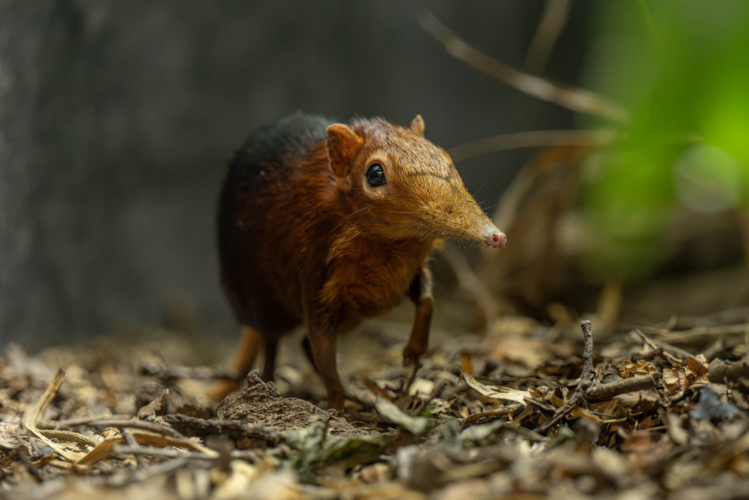 First-ever twin baby elephant shrews born at zoo | News | kten.com
