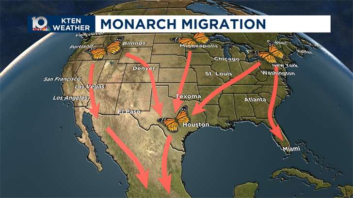 Monarch migration continues through October | Weather News | kten.com