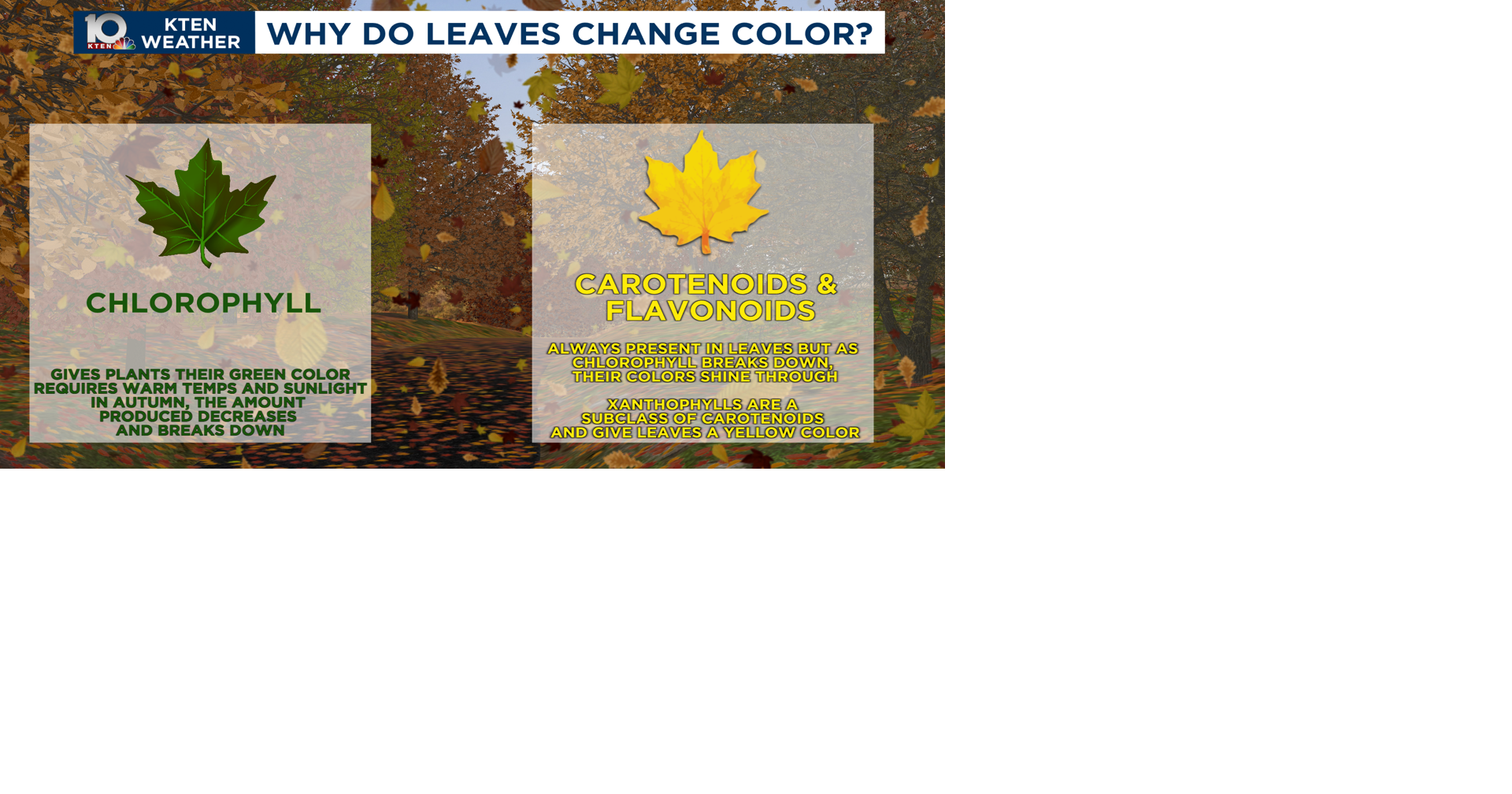 Why do leaves change color? | Weather | kten.com
