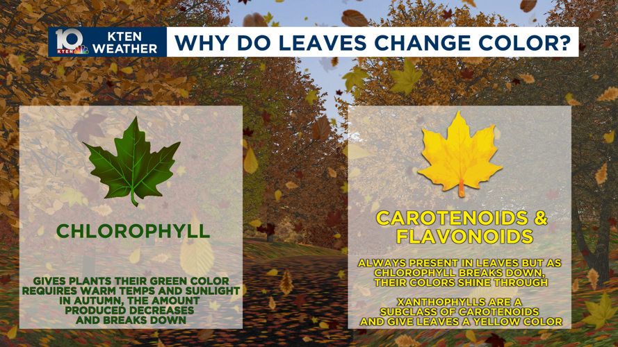 Why do leaves change color? | Weather | kten.com