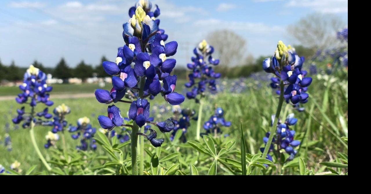 Is it illegal to pick bluebonnets in Texas? | | kten.com