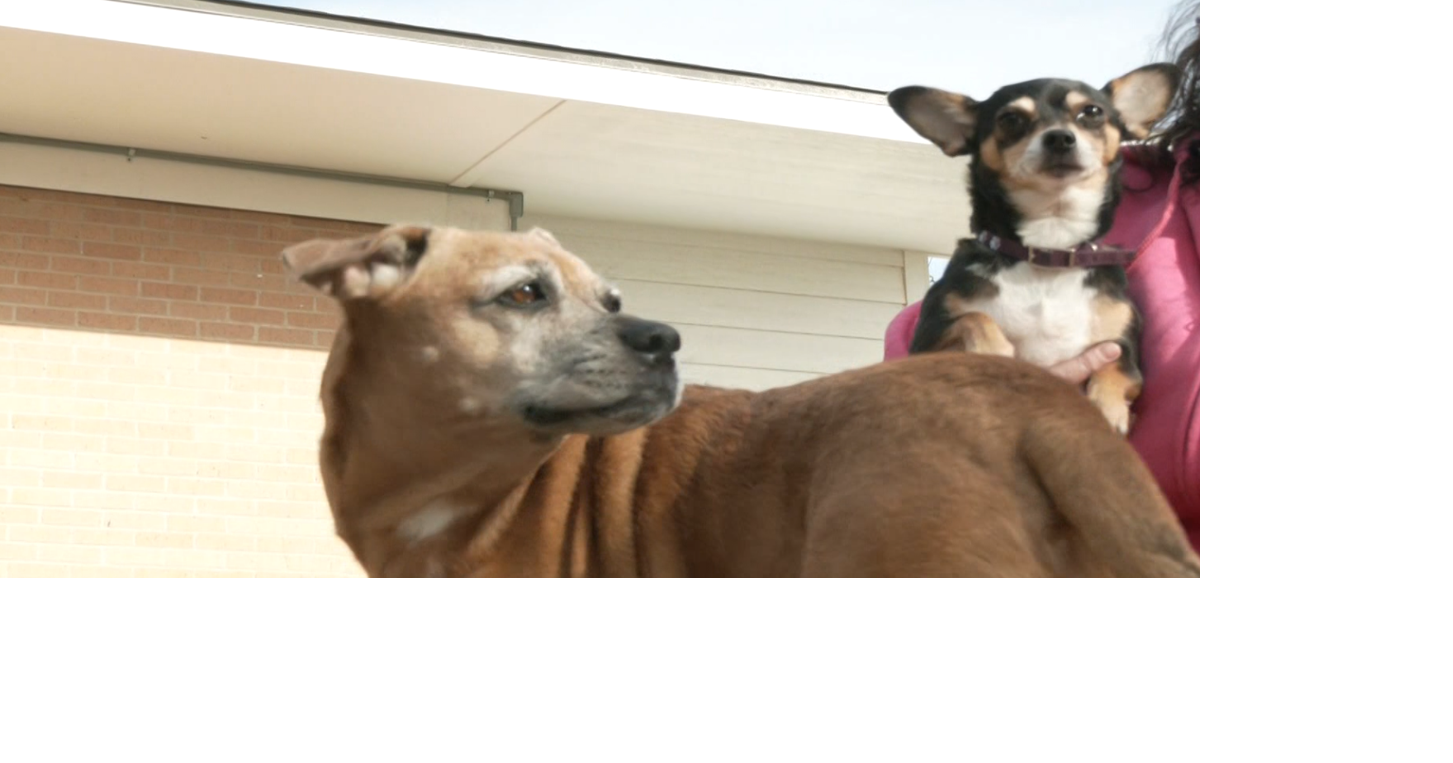 Denison animal service officer reunites dogs with their owners | Texas ...