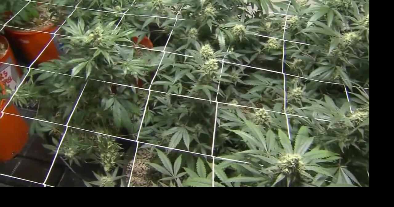 Marijuana classification shifted at Federal level; What does that mean ...