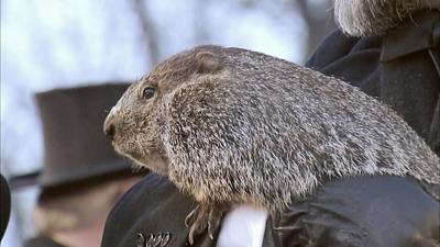 Punxsutawney Phil sees no shadow; early spring ahead | Weather News ...