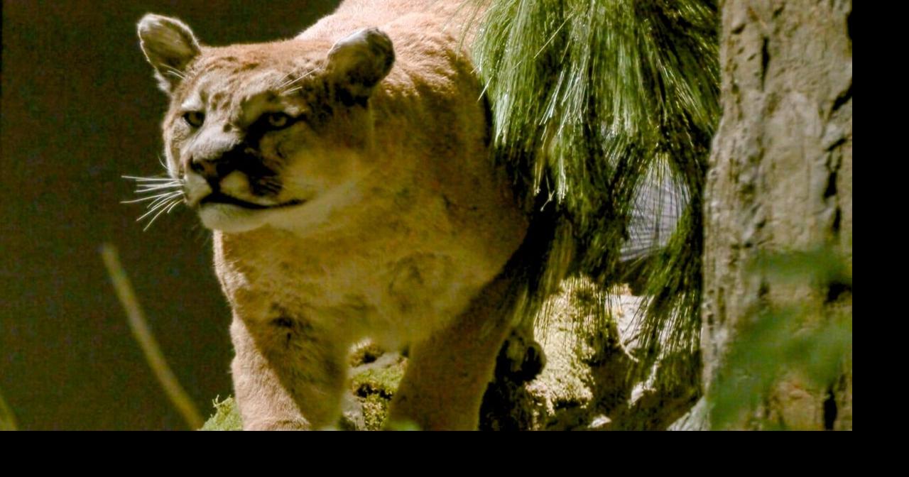 January is Wildcat Month on the Choctaw calendar | Features | kten.com