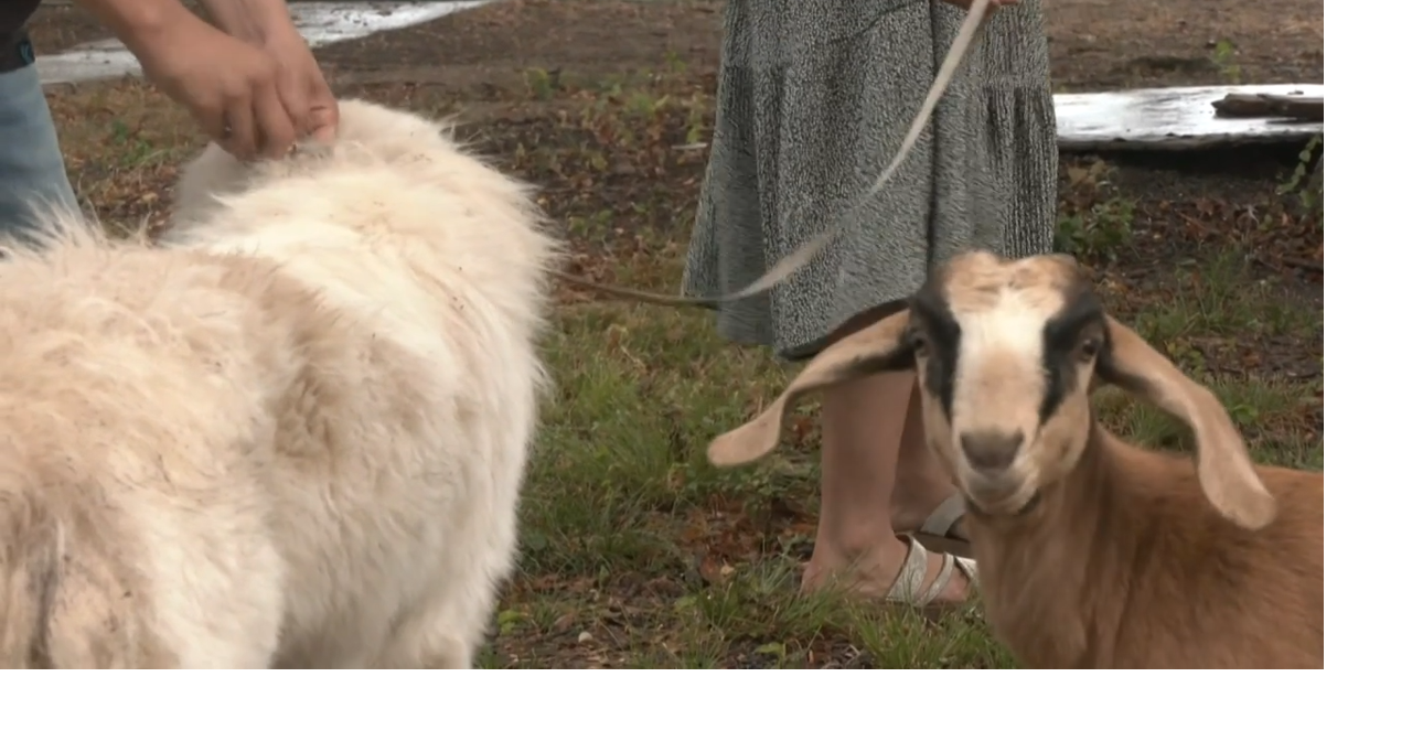 Dog and goat duo reunited with owner after Grayson County walkabout ...
