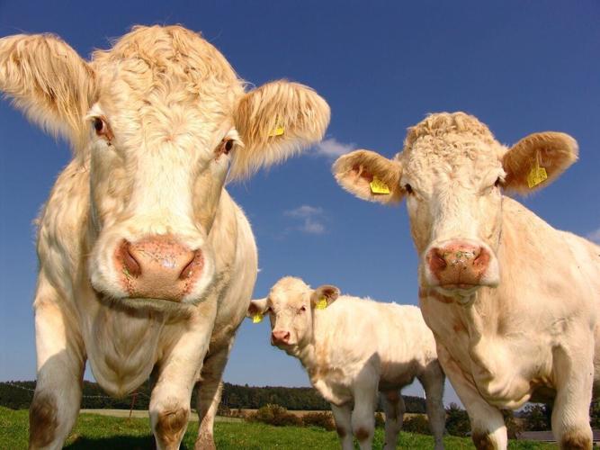 How bacteria from cows could help fight hospital superbugs | Health ...