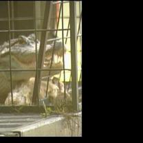 Sherman Gator Caught! | | kten.com