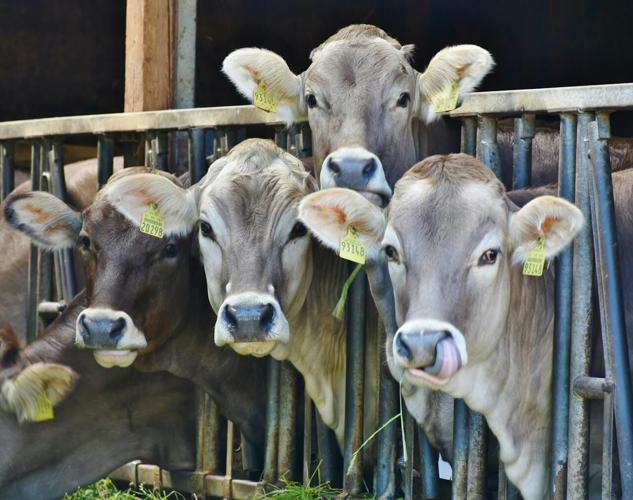 How bacteria from cows could help fight hospital superbugs | Health ...