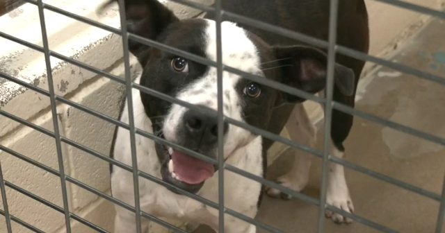 Online event raises $50K for Gainesville animal shelter | Texas ...