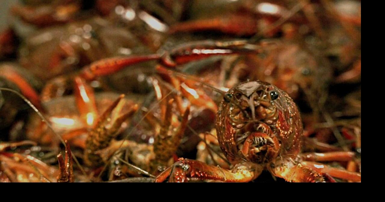 Crawfish in short supply due to drought, freeze | Features | kten.com