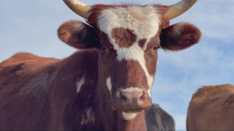 Illinois rancher revolutionizes cattle farming with holistic, low-cost ...