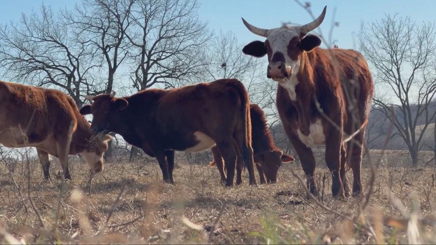 Illinois rancher revolutionizes cattle farming with holistic, low-cost ...