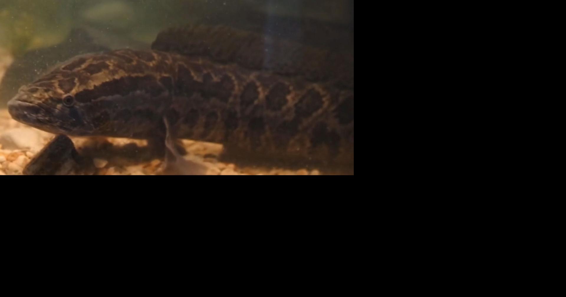 Invasive northern snakehead fish found in Missouri | Local News | ktvo.com