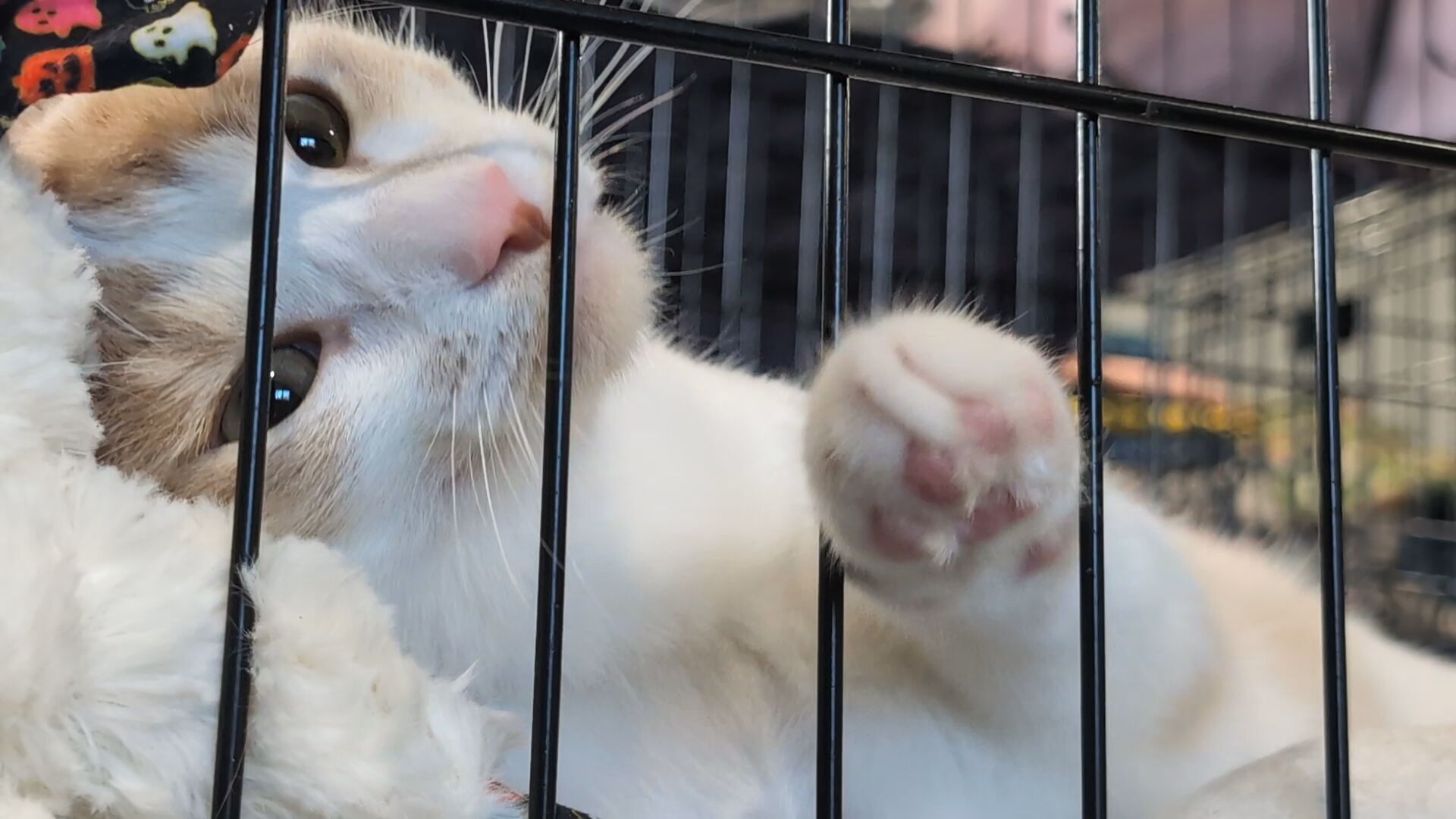 Over-capacity issue worsens at Heartland Humane Society, now housing ...